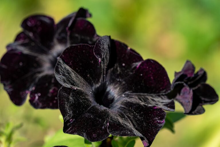 Petunia Flower Meaning: Symbolism, Colors, and Significance | Flower ...