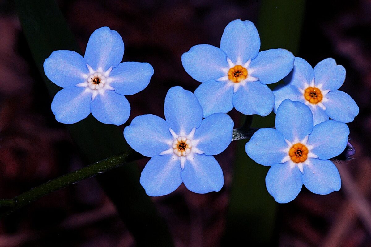 Forget Me Not Flower - Meaning, Symbolism and Colors | Flower Meanings