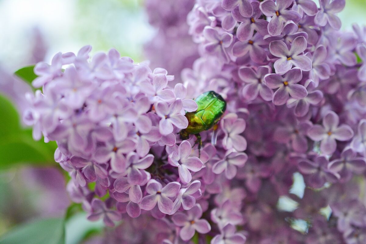 Lilac Flower - Meaning, Symbolism and Colors | Flower Meanings