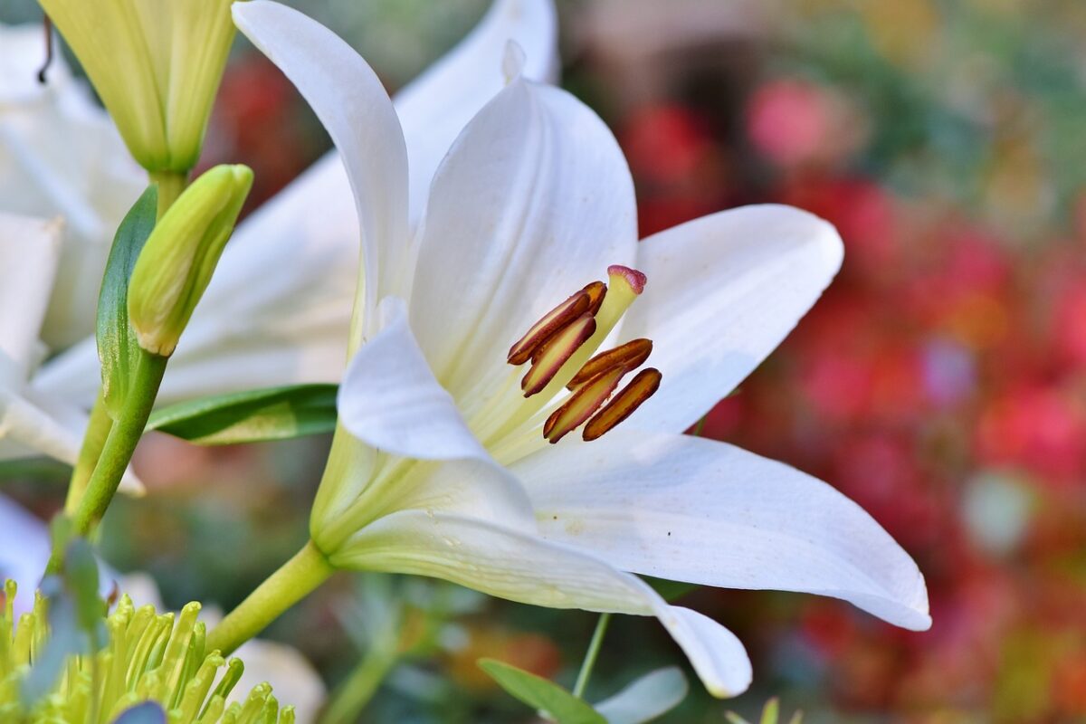 Lily Flower Meaning: Symbolism, Colors, and Significance | Flower Meanings