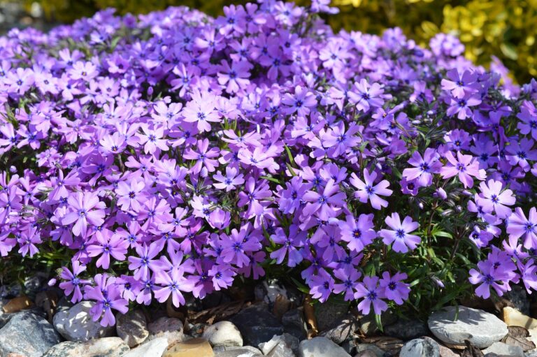 Phlox Flower Meaning: Symbolism, Colors, and Significance | Flower Meanings
