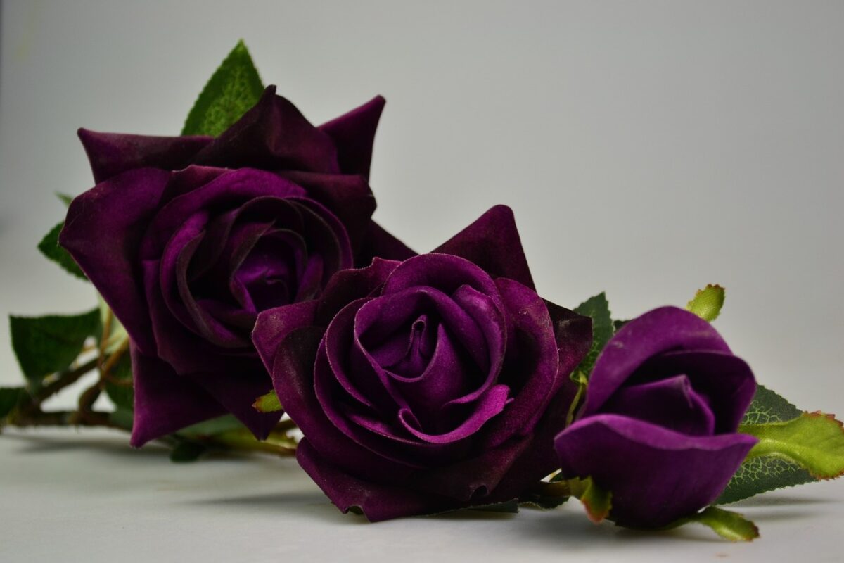 Purple Roses - Meaning and Symbolism | Flower Meanings