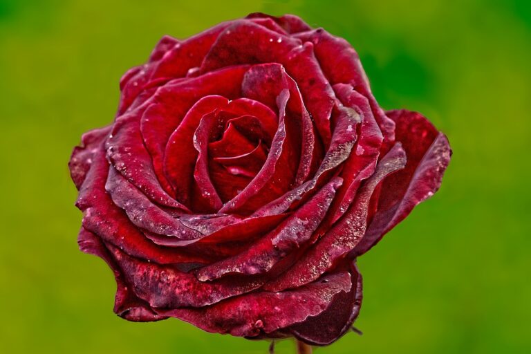 Single Red Rose - Meaning and Symbolism | Flower Meanings